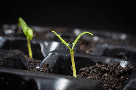 Growing Peppers From Seeds Step 4 First Sprouts Stock Image Image