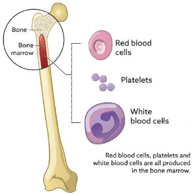 Hematology Platelet Disorders Flashcards Quizlet