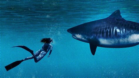 Worlds Biggest Tiger Shark Disney Hotstar