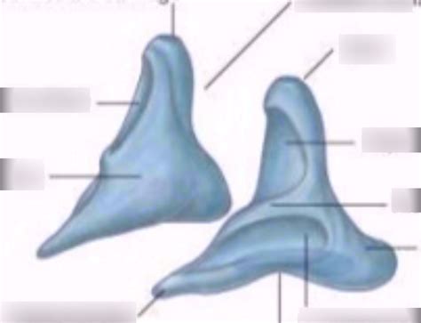 Arytenoids Diagram Quizlet