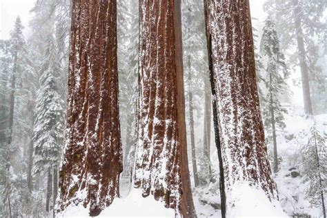 Sequoias Big Three Sequoia National Park California Large Format Prints By Jess Lee