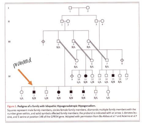 L3 4 Autosomal Inheritance Flashcards Quizlet