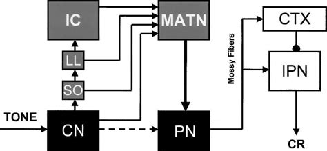 The Auditory Cs Pathway For Delay Eyeblink Conditioning Initially Download Scientific Diagram