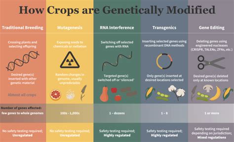 Infographic Are Genetically Engineered Crops Less Safe Than