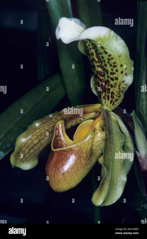 Orchid Flower Paphiopedilum Insigne The Paphiopedilum Orchids Are