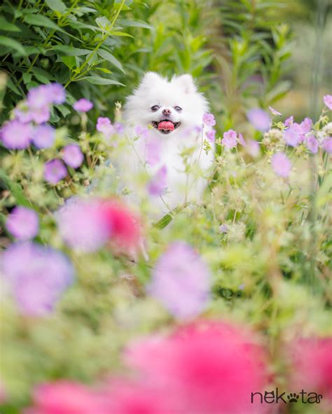ペット出張撮影！ワンちゃんもネコちゃんも、それ以外も大歓迎！ 猫田晃広写真館～ペット写真、子供写真ならお任せください～