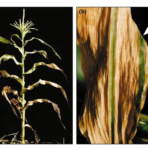 Phenotypes Of Inflorescence Sex Determination Mutants Of Maize Both