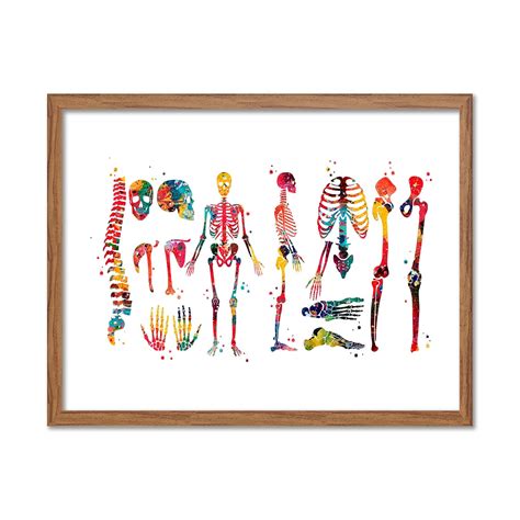 Skeletal System Watercolor Art 8x10 Inc Unframed India Ubuy