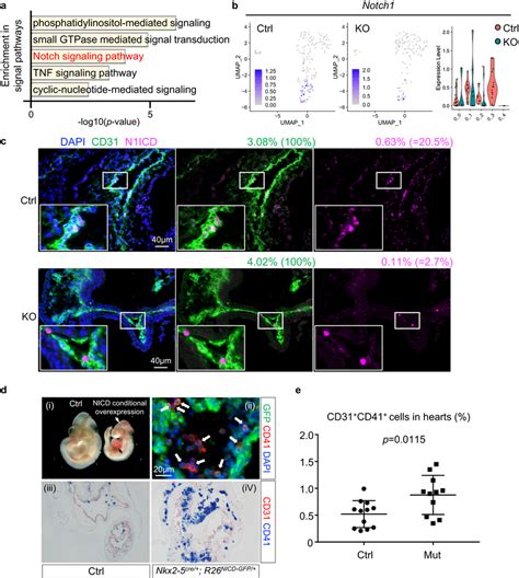 Nkx2 5 Regulation Of Notch Signaling Is Essential For Endocardial