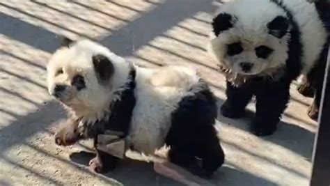 VidÉo Un Zoo Teint Des Chiens En Noir Et Blanc Pour Faire Croire Aux