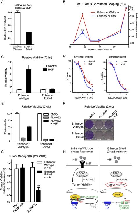 Targeted Met Enhancer Disruption Suppresses Innate Resistance To Download Scientific Diagram