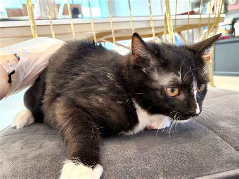 울산강아지분양 요크셔테리어분양가 새끼강아지분양 잉글리쉬불독 천안고양이분양 가정강아지분양 강아지입양 보더콜리 체리 강아지배변훈련 도그마루 홈스쿨 강아지훈련소 강아지입질