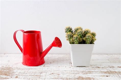 Succulents 또는 선반에 흰색 배경 위에 콘크리트 냄비에 선인장 나무에 대한 스톡 사진 및 기타 이미지 나무 동기