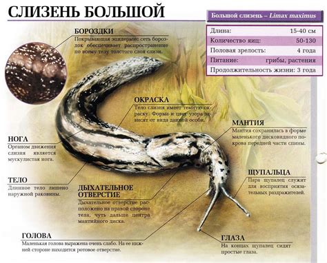 Слизень большой. Сайт про зверей - ZveroSite.ru