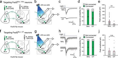 Functional Connectivity Between Fezf2bla Neurons And Ventral Striatum
