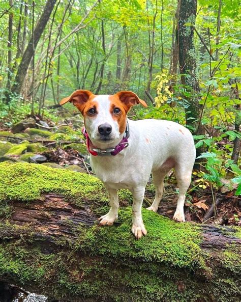 Basset Hound Mixes 50 Different Crossbreeds With Pictures
