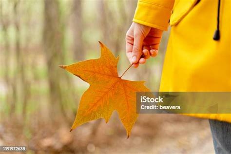 단풍나무 잎을 들고 있는 알아볼 수 없는 여인의 손이 잘린 모습 30 34세에 대한 스톡 사진 및 기타 이미지 30 34세 가을 가을 단풍 Istock