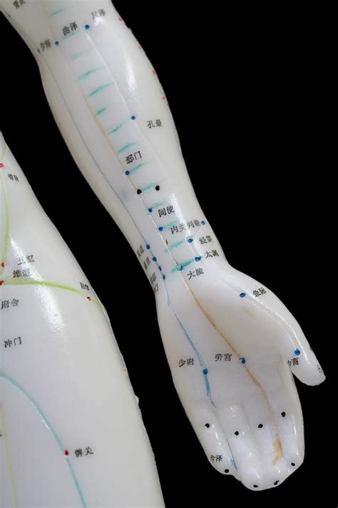 Human Model Showing Acupuncture Points Photograph By Science Stock