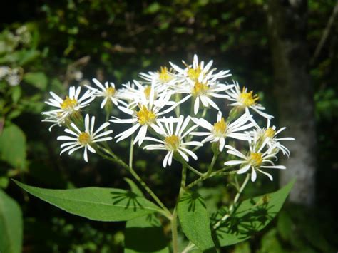 秋の山野草 豊橋市豊川市の外構庭 エクステリア明日香