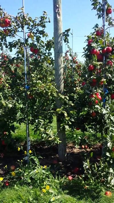 Minneapple Dataset Ninja