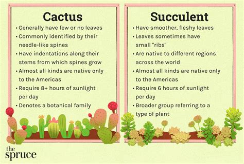 What S The Difference Between Cacti And Succulents