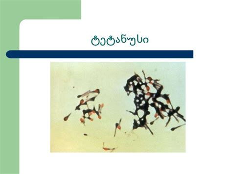 ბაქტერიები