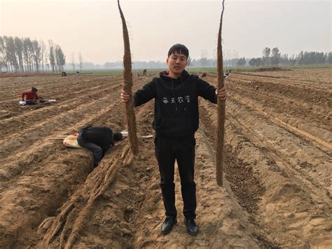 农拾五亿微生物菌剂种出的高品质山药喜获丰收 搜狐大视野 搜狐新闻