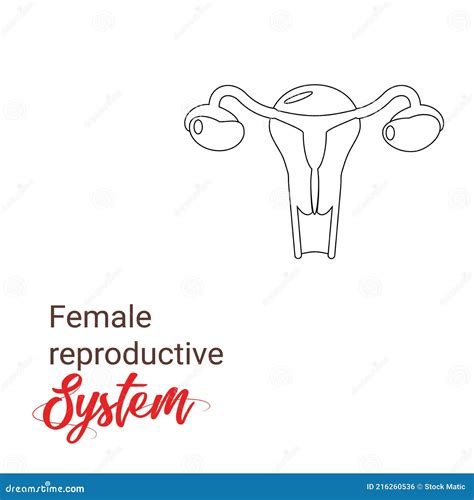 Uterus Human Figure Illustration Material Human Anatomy Female