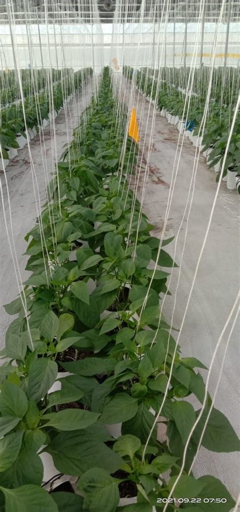 Gravity Greens On Linkedin Gravitygreens Hydroponics Bellpeppers