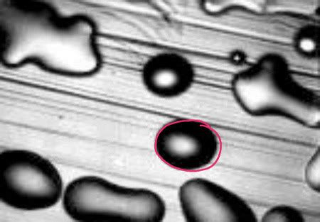 Bio Lecture Structure Replication Flashcards Quizlet