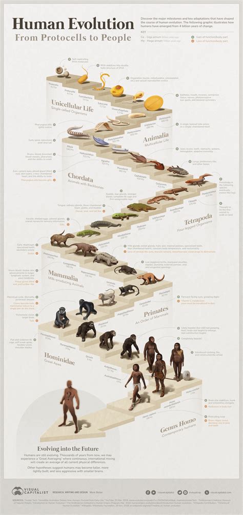 Human Evolution Rvisualization