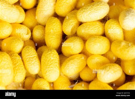 Group Of Silkworm In Yellow Cocoon Stage Background Stock Photo Alamy