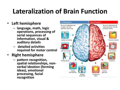 Ppt Notes Big Idea 3 Ch 48 Nervous System Powerpoint Presentation Id2124875