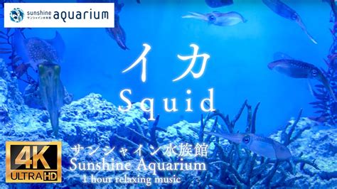 K Ninja Of The Sea For Squid Sunshine