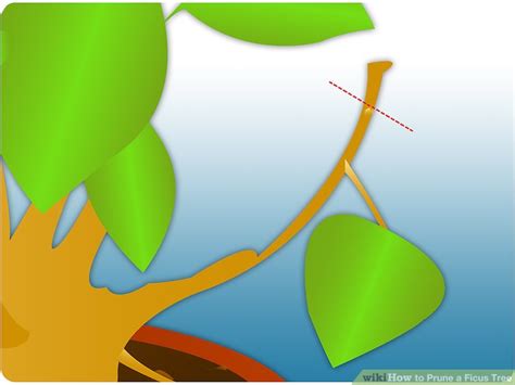 How To Prune A Ficus Tree 5 Steps With Pictures Wikihow