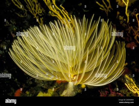Tube Worm View Of A Tube Worm Phylum Annelida With Its Tentacles