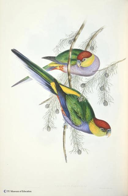 ジョングールドの鳥類図譜 玉川大学教育博物館