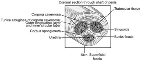 Scientists Why Penis Shrinks In Cold Reveals Impotence Cure Daily