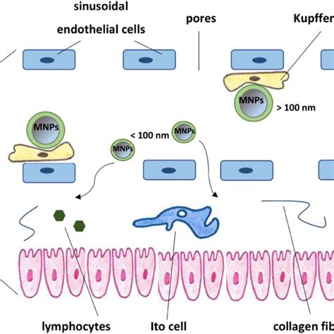In The Liver Kupffer Cells Can Quickly Uptake Large Nanoparticles