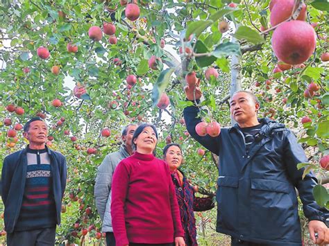 昭通苹果：助农增收致富果云南省农业农村厅