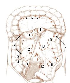 Abdominal Lymph Nodes SEER Training