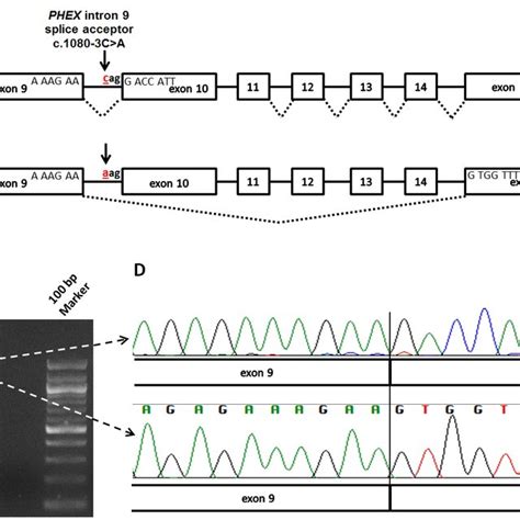 Consensus Sequences And Frequencies Of Human Splice Site Download