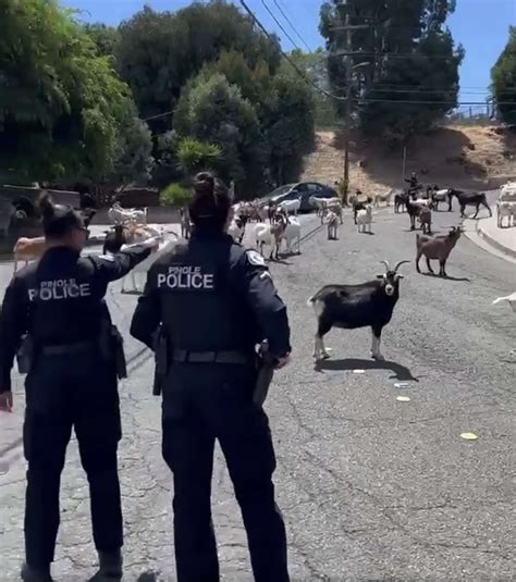 Police Look On Helplessly As Herd Of Goats Takes Over Neighborhood