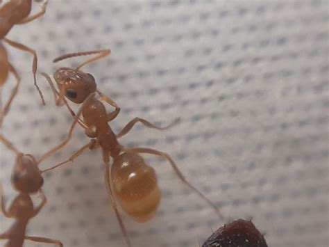 Formica Bradleyi Journal Page 2 Ant Keeping Journals Ants