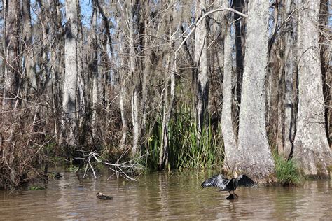 A Louisiana Swamp Tour ★ I Travel For The Stars Travel Blog