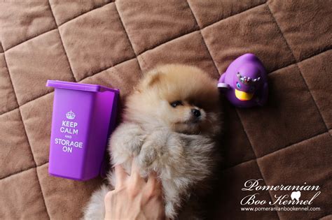 Pomeranian Boo Female Puppy Premium Qualitypomeranian Puppies For Sale Bo Price Boo Puppy