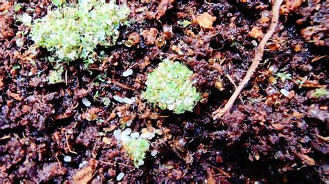 Pheidole Navigans Colony R Antscanada