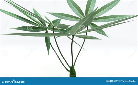 Ceiba Pentandra Stock Illustration Illustration Of Material 84225567