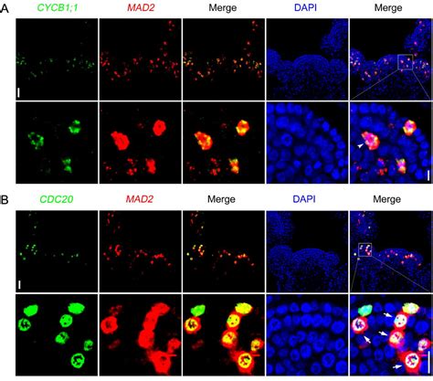 Figure 1 From Short Of Rna Localization By Fish 1 2 Visualization Of Protein Coding Long Non