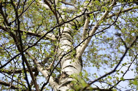 Birch Branch Wallpaper Wallpapersafari